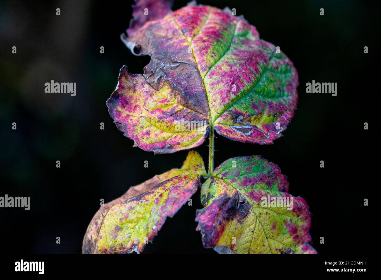 Multi coloured leaves hi-res stock photography and images - Alamy
