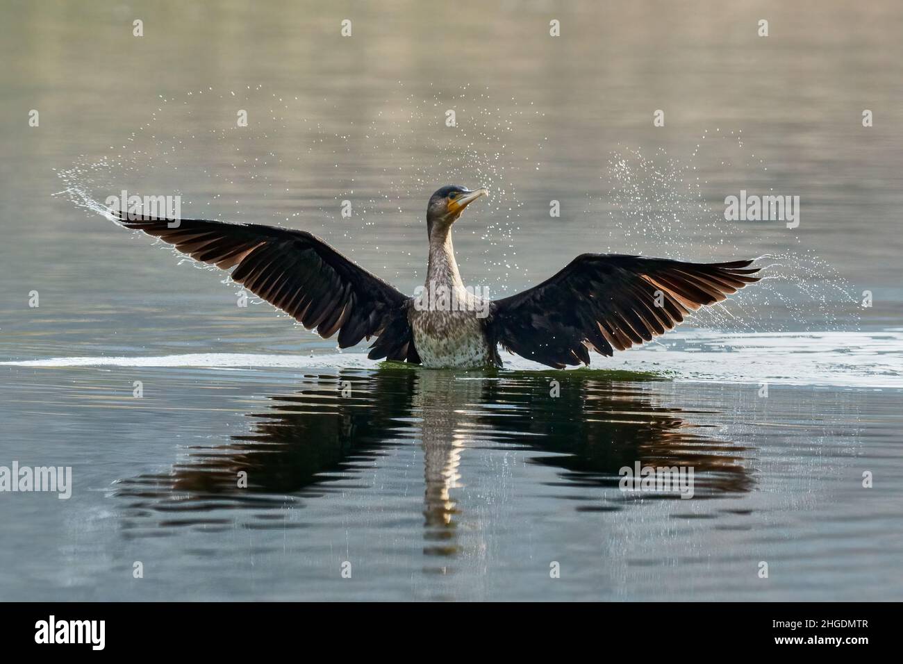 Cormorant with wings spread hi-res stock photography and images - Alamy
