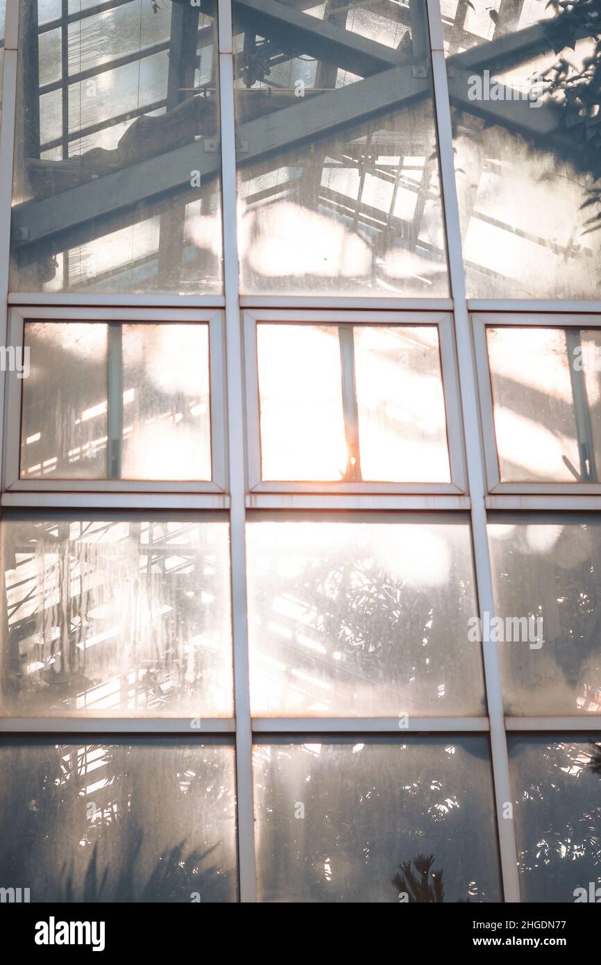 Sun shinning through the glass of a greenhouse Stock Photo - Alamy