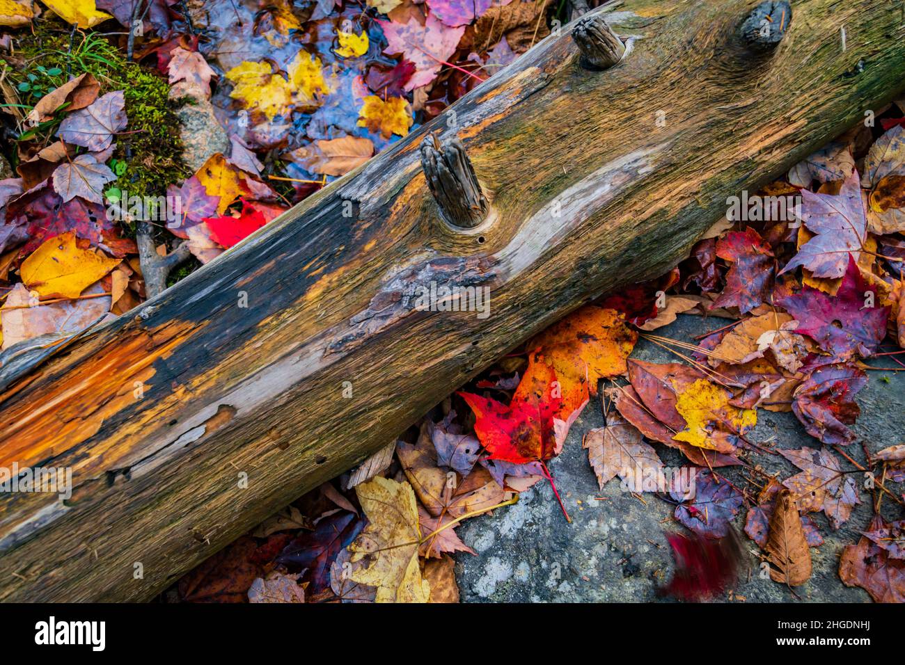 Log on forest floor hi-res stock photography and images - Alamy
