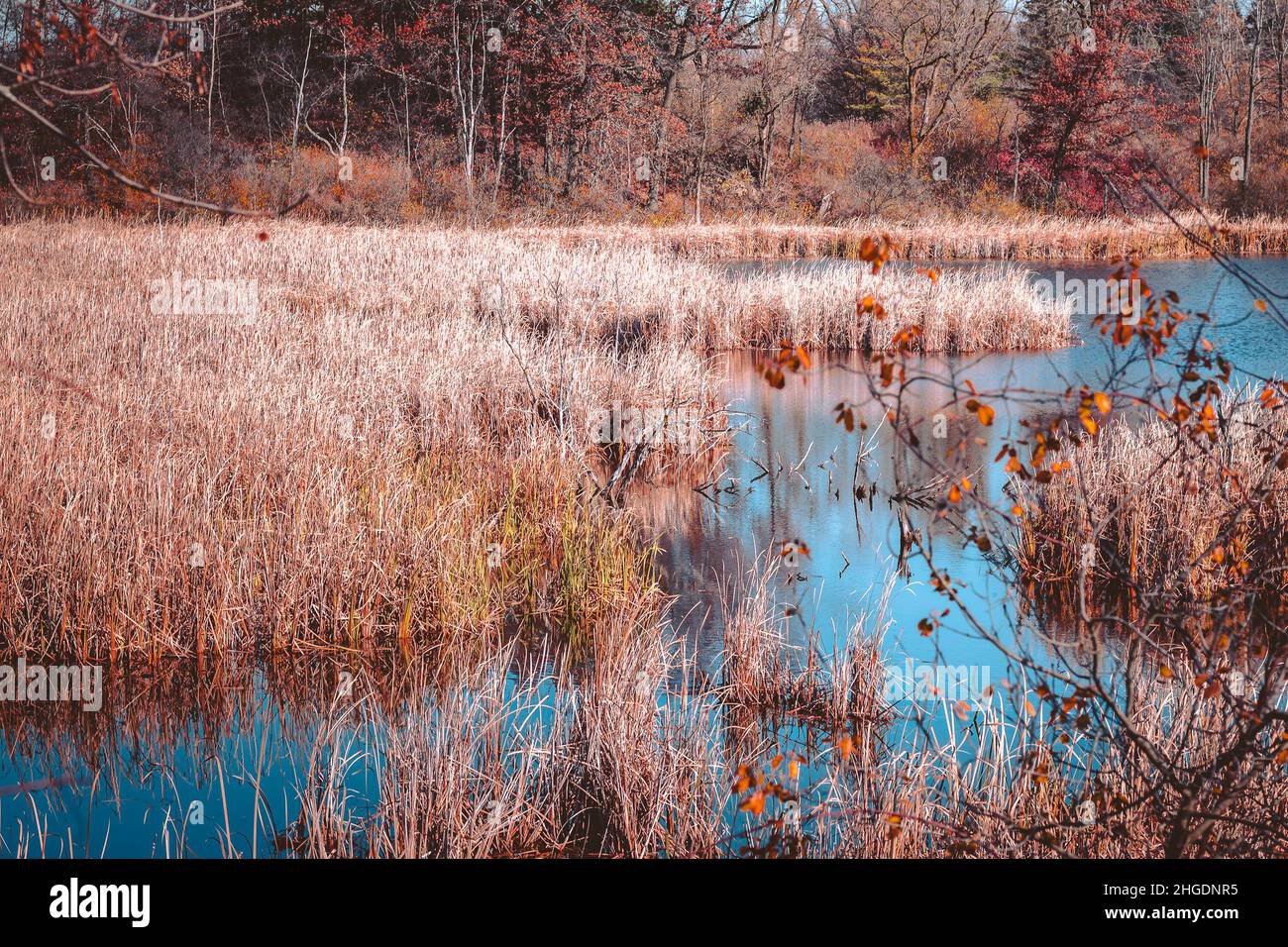 Natural wetland marsh during fall hi-res stock photography and images ...