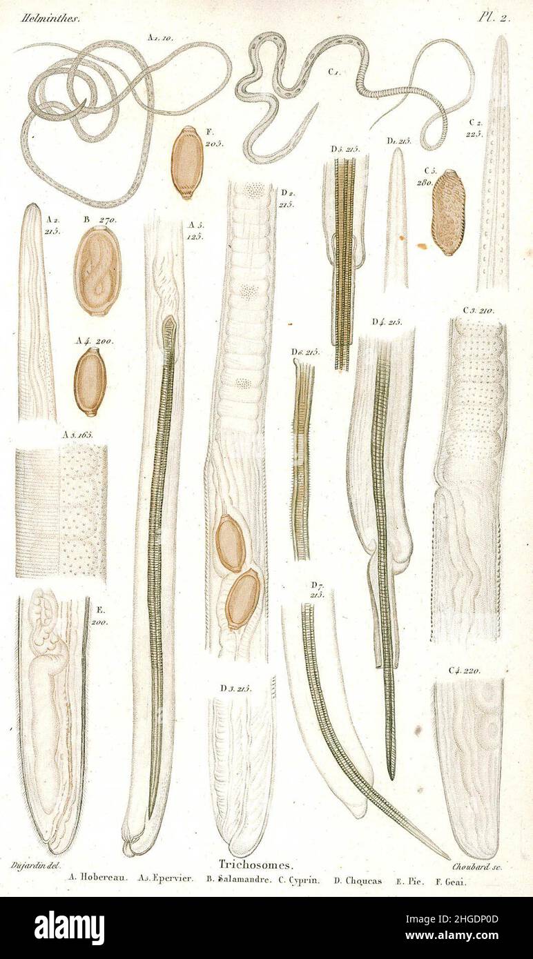 Intestinaux hi-res stock photography and images - Alamy