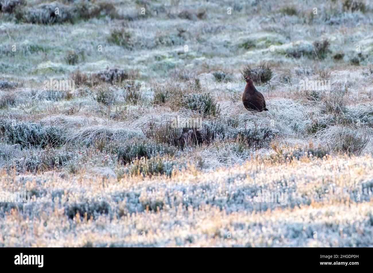 Dunsop Bridge, Clitheroe, Lancashire, UK. 20th Jan, 2022. A Red Grouse ...