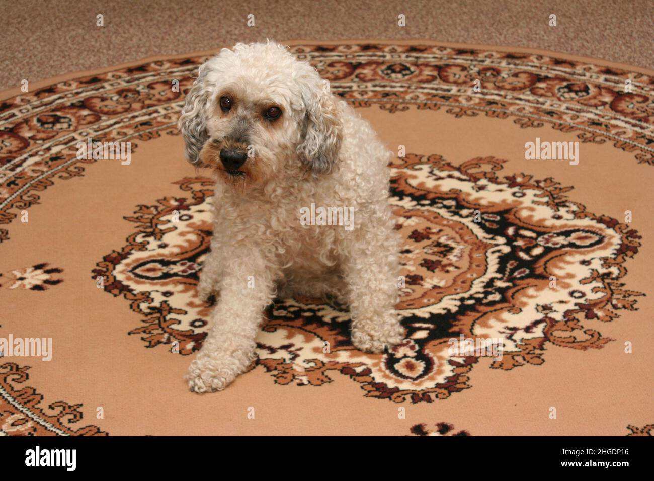 Poodle in a room hi-res stock photography and images - Alamy