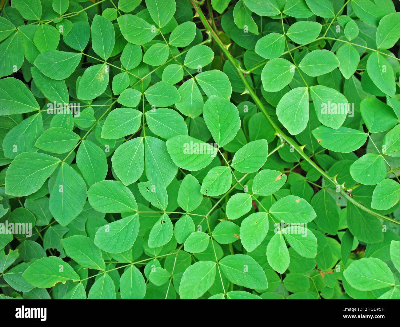 Green foliage (Mimosa caesalpiniifolia) on tropical rainforest Stock ...