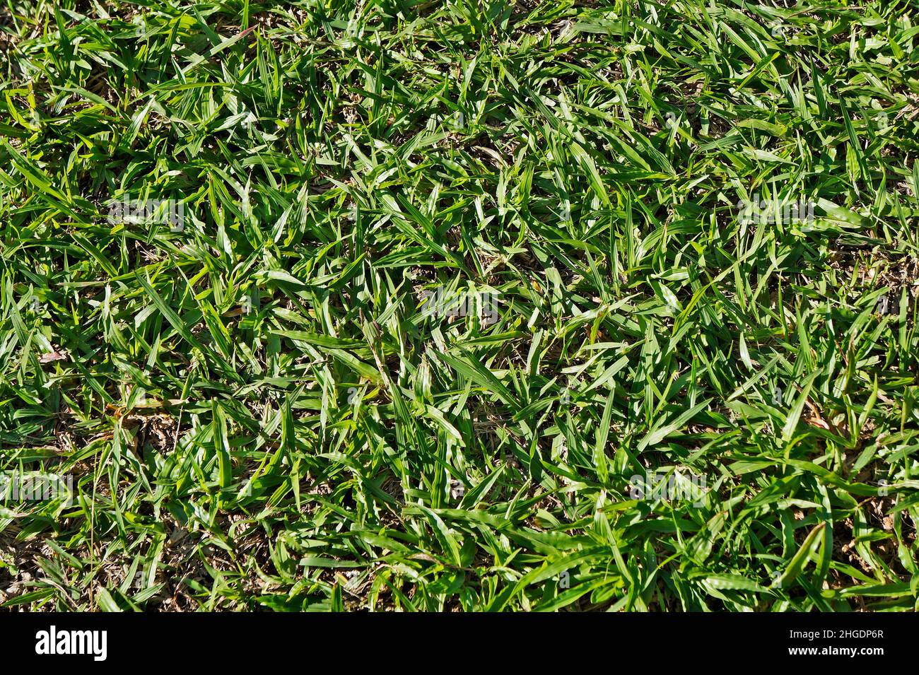 Green grass pattern texture background Stock Photo - Alamy