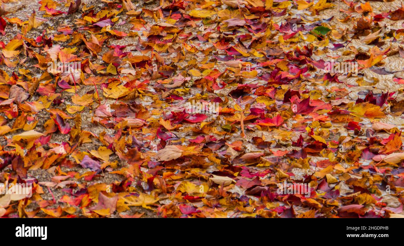 Red yellow orange leaves hi-res stock photography and images - Alamy