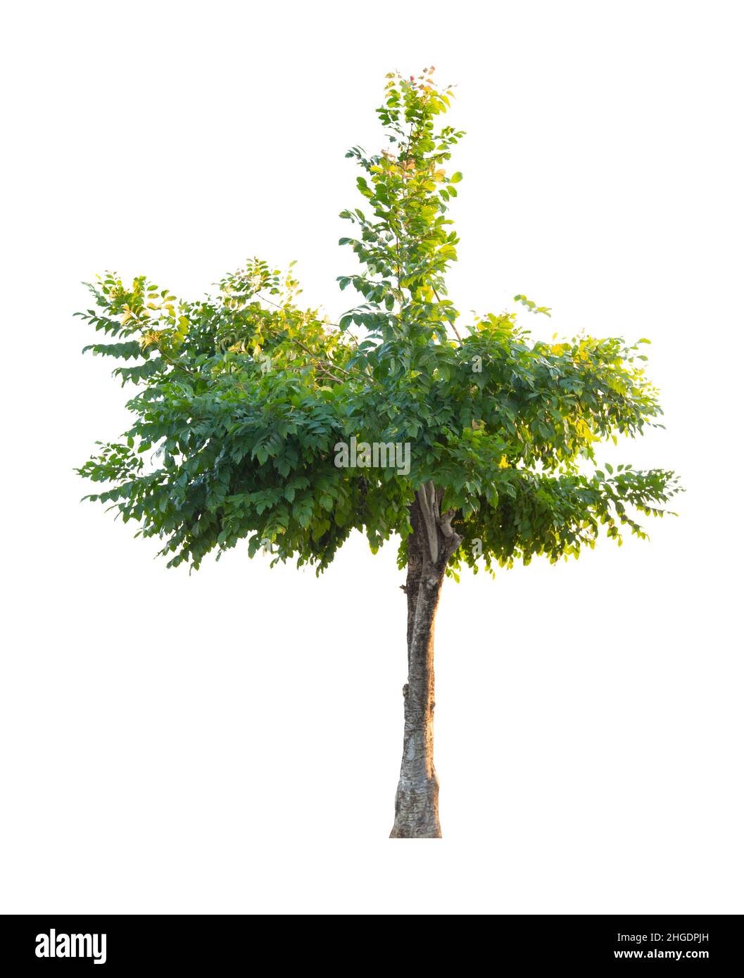 The freshness big green tree isolated on white background Stock Photo ...