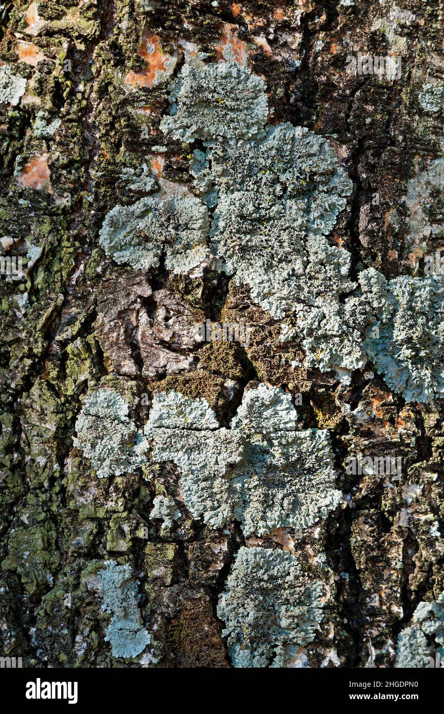 Lichen on tree trunk Stock Photo - Alamy