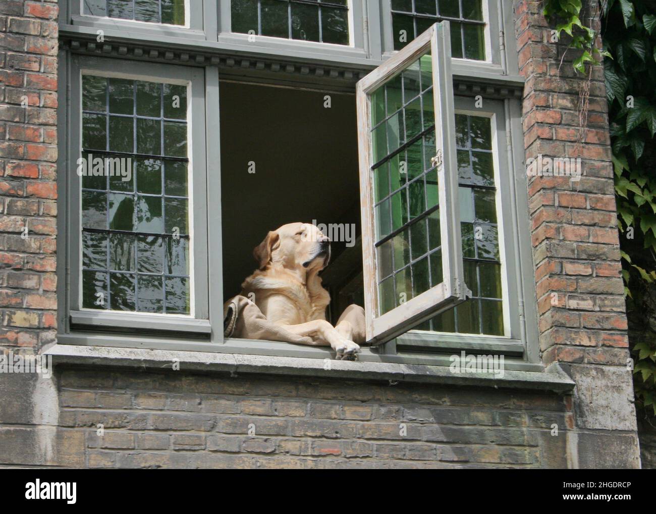 Watch dog in a window at the town canal in Bruges in Flanders,Belgium ...