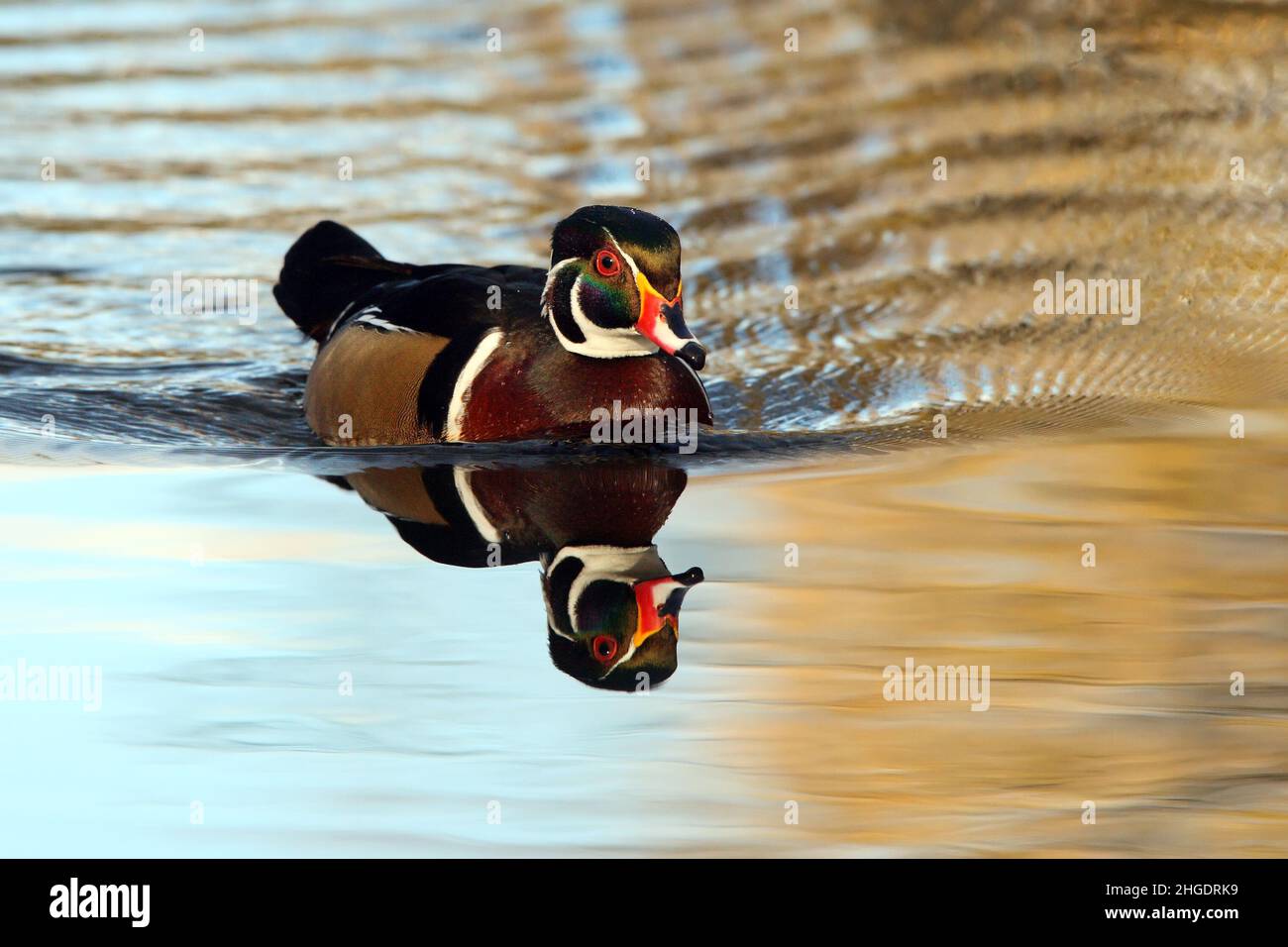 Wood duck male (Aix sponsa) swims in a pond Stock Photo - Alamy