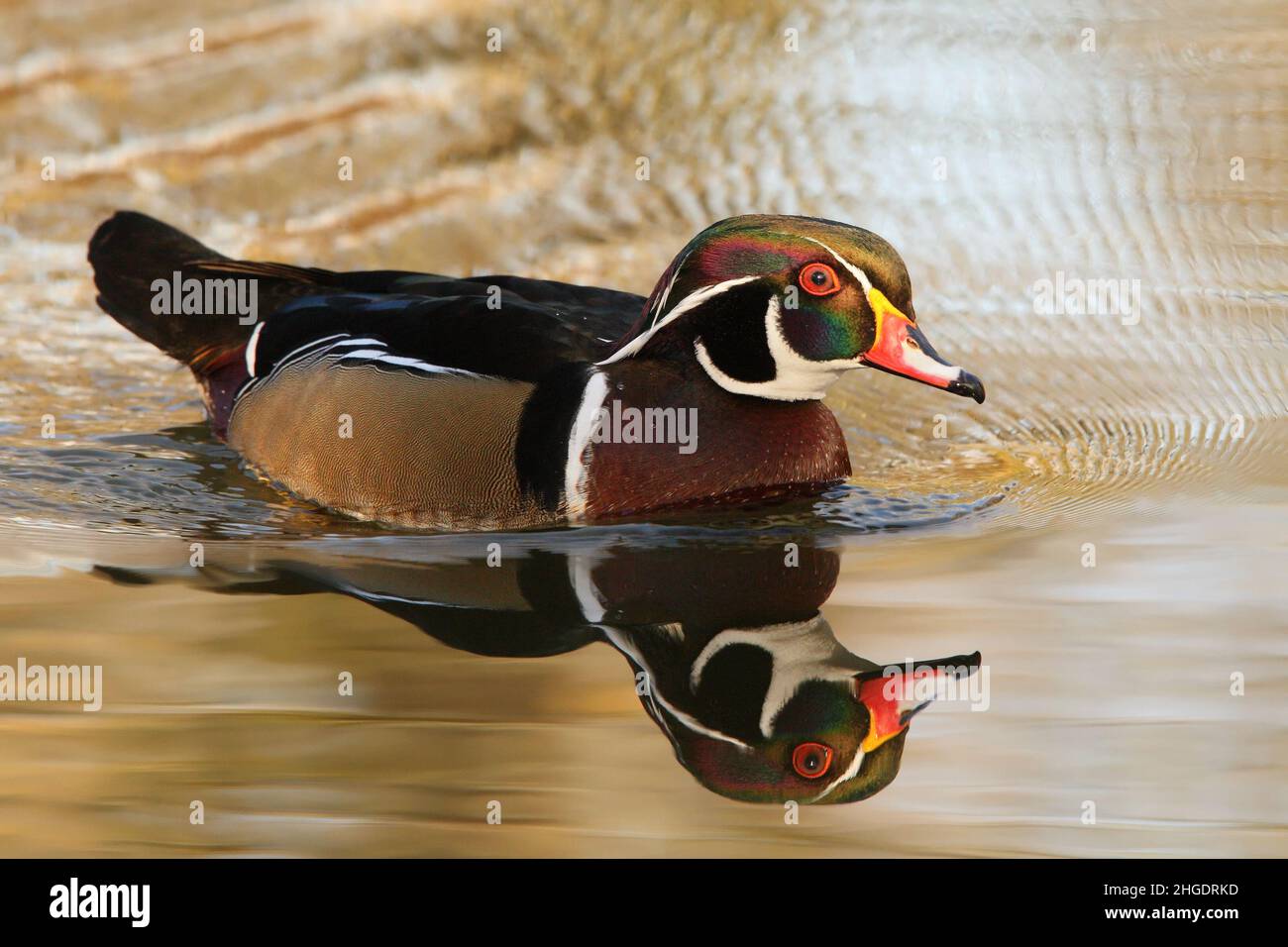 Wood duck habitat image hi-res stock photography and images - Alamy