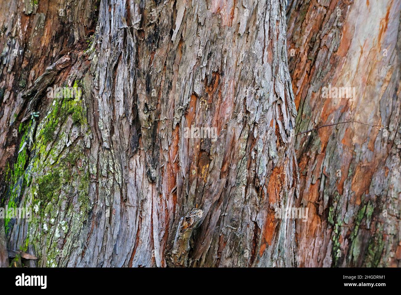 Tree trunk with moss on tropical forest Stock Photo - Alamy