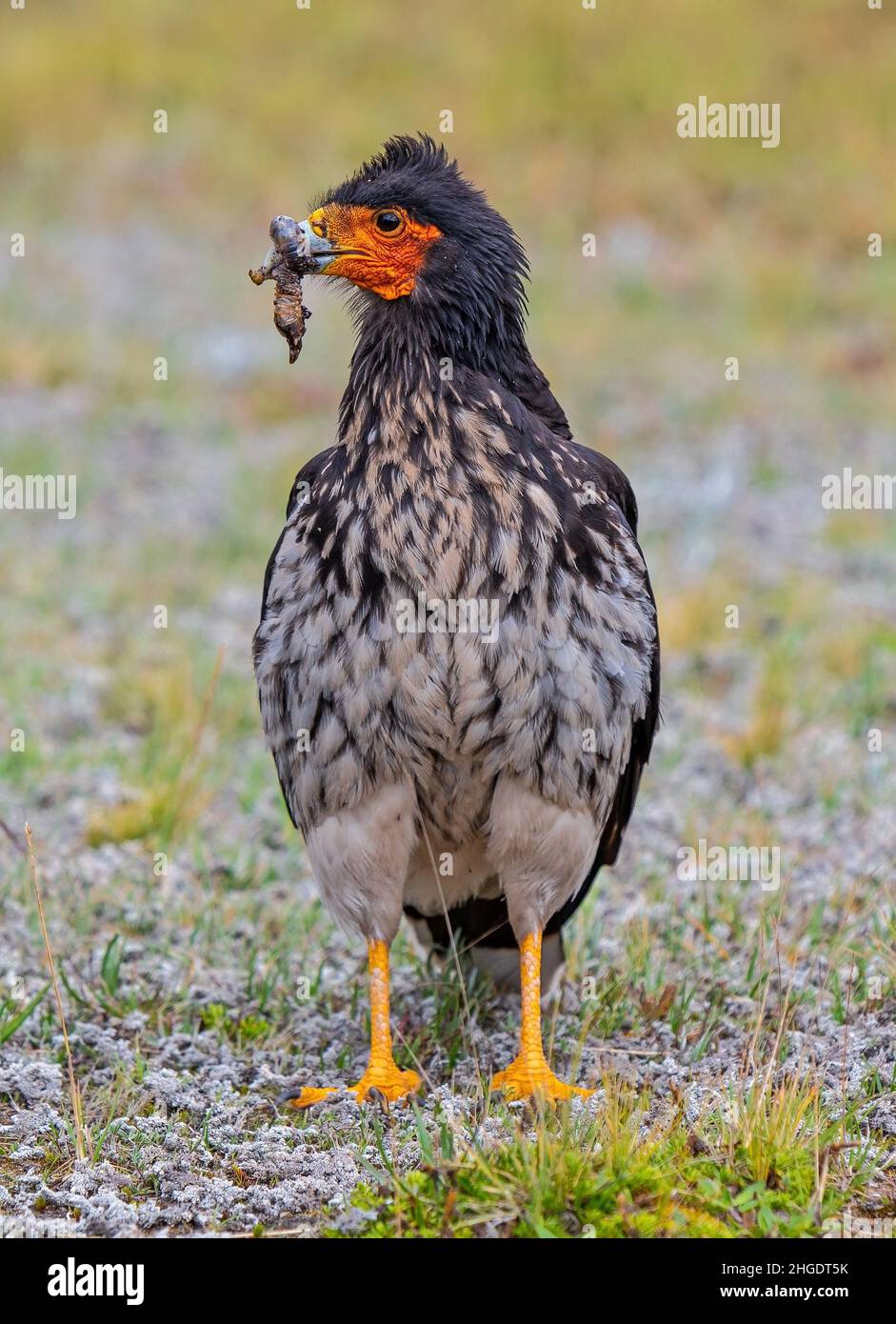 Carunculated Caracara (Phalcoboenus carunculatus) eating with centipede ...