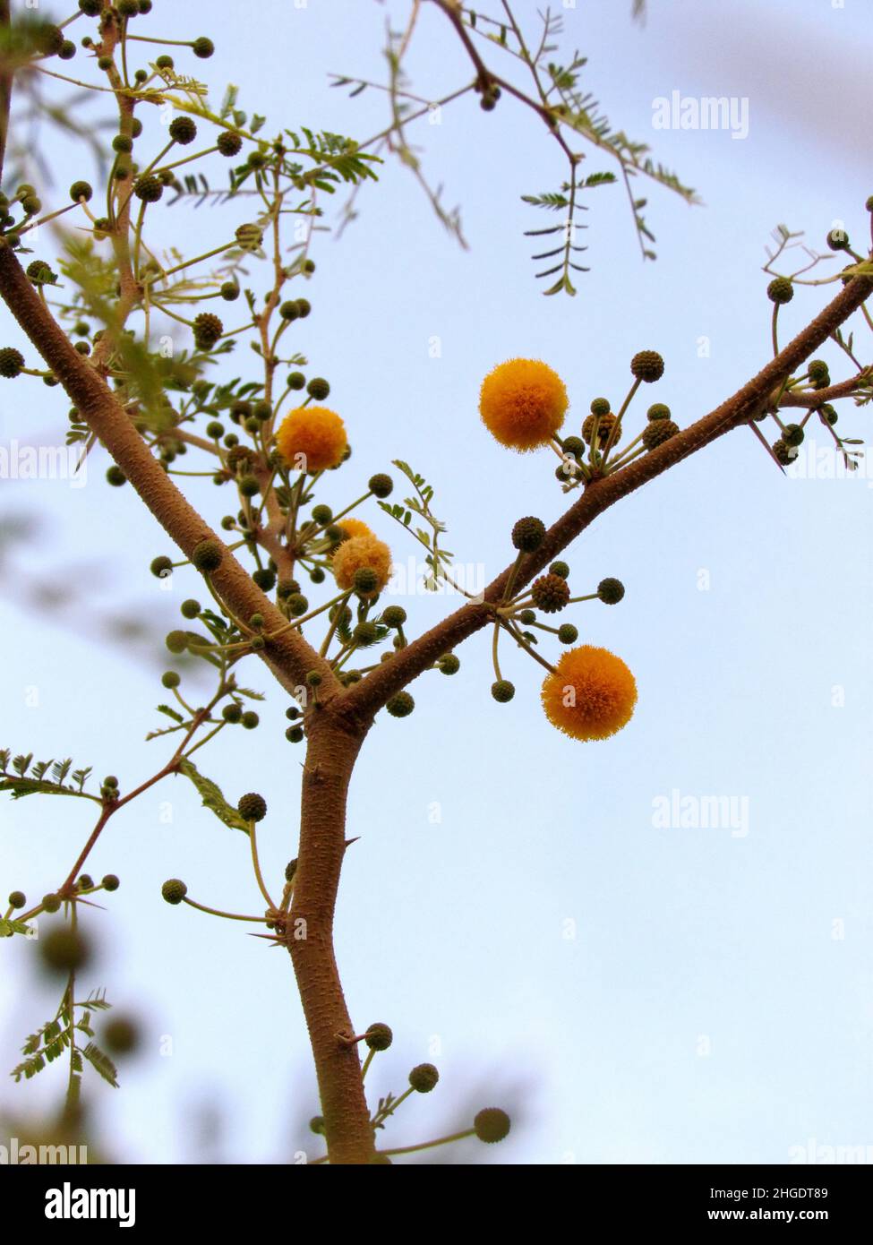 Gum arabic tree hi-res stock photography and images - Alamy