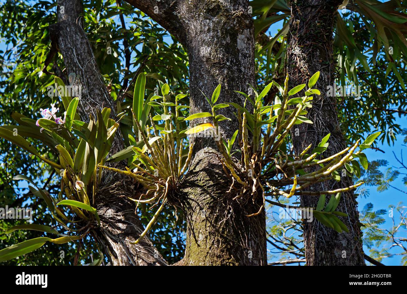 Aerial root orchid hi-res stock photography and images - Alamy