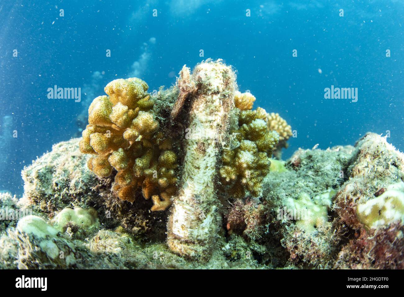 Coral farm repopulation conservation growing factory underwater in ...