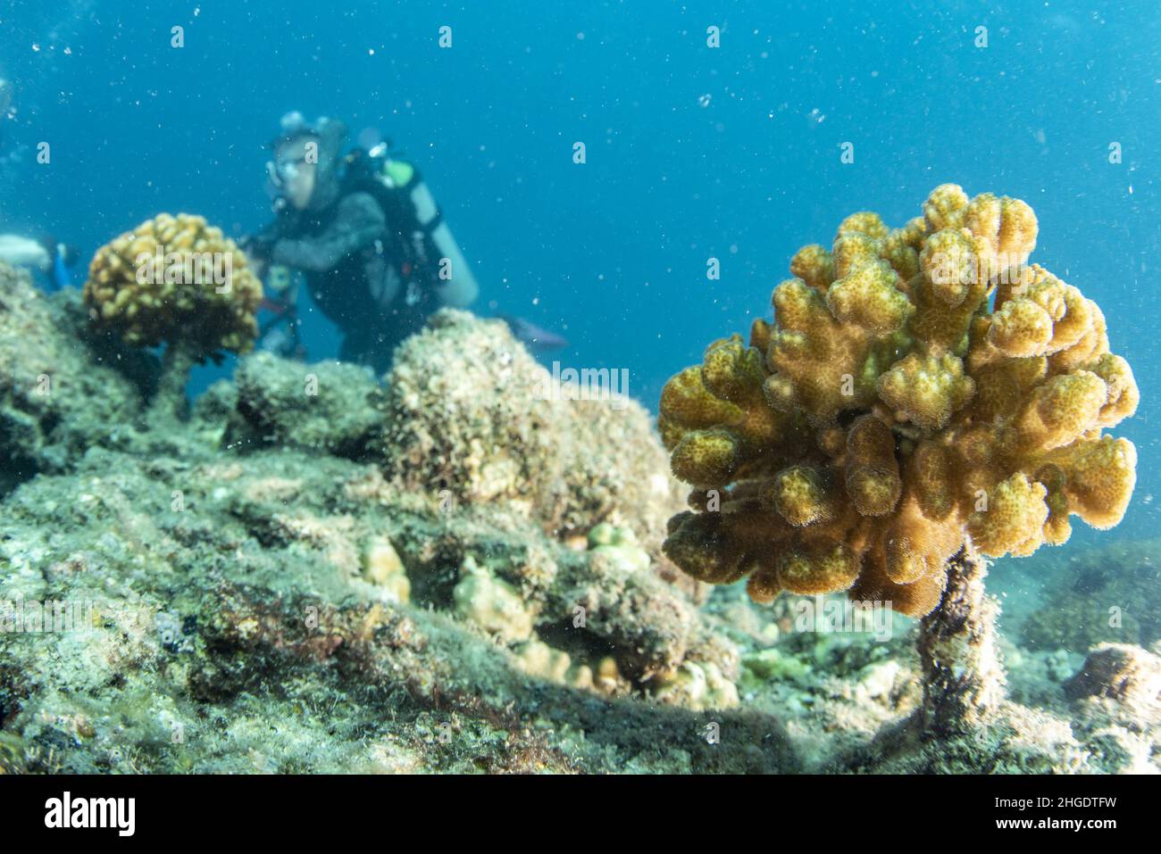 Coral farm repopulation conservation growing factory underwater in ...