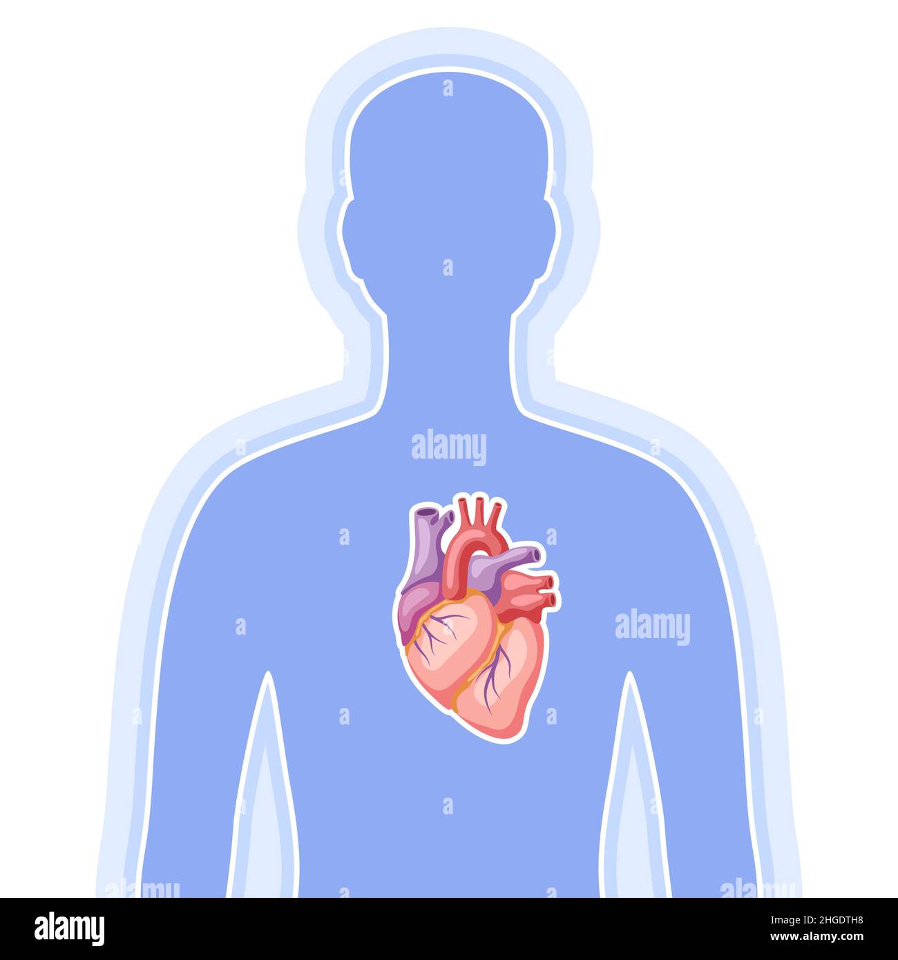 Illustration with heart internal organ. Human body anatomy. Health care ...