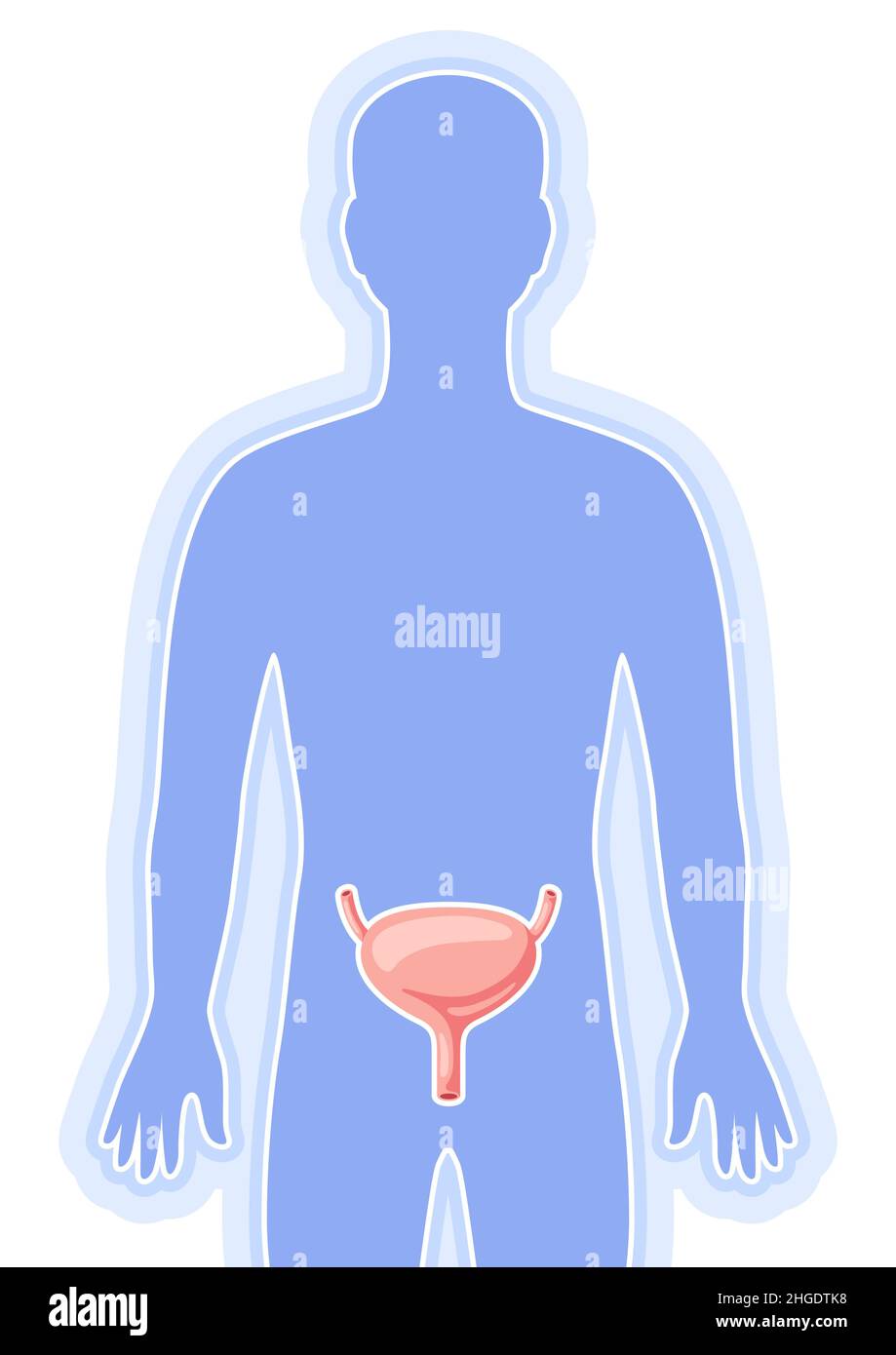 Illustration with bladder internal organ. Human body anatomy. Health ...
