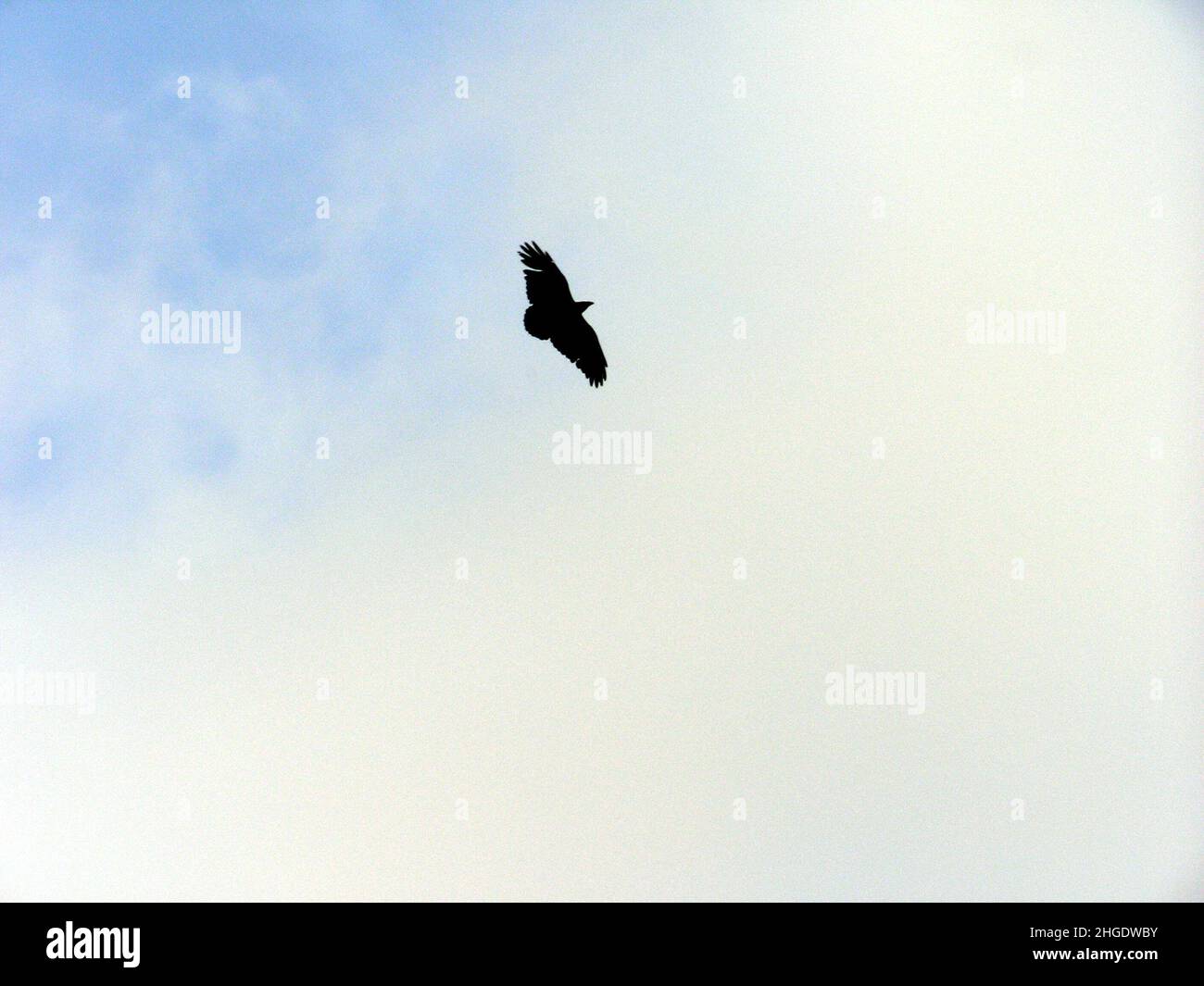 A falcon is flying up high in the blue sky spreading its wings Stock ...