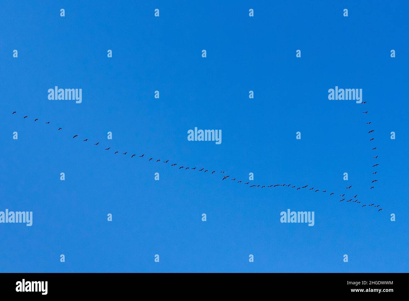 Gaggle of geese hi-res stock photography and images - Alamy