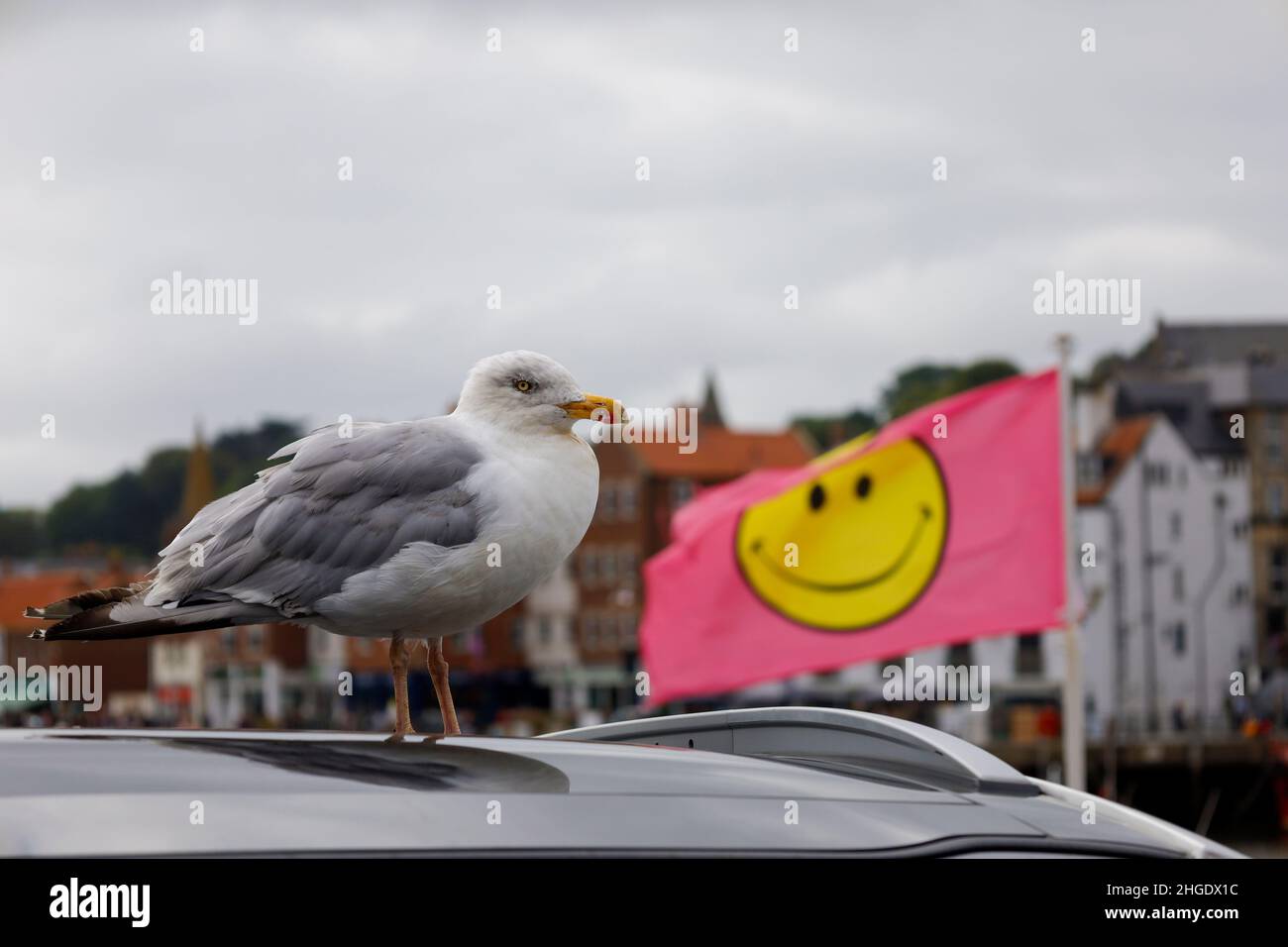 Happy seagull hi-res stock photography and images - Alamy