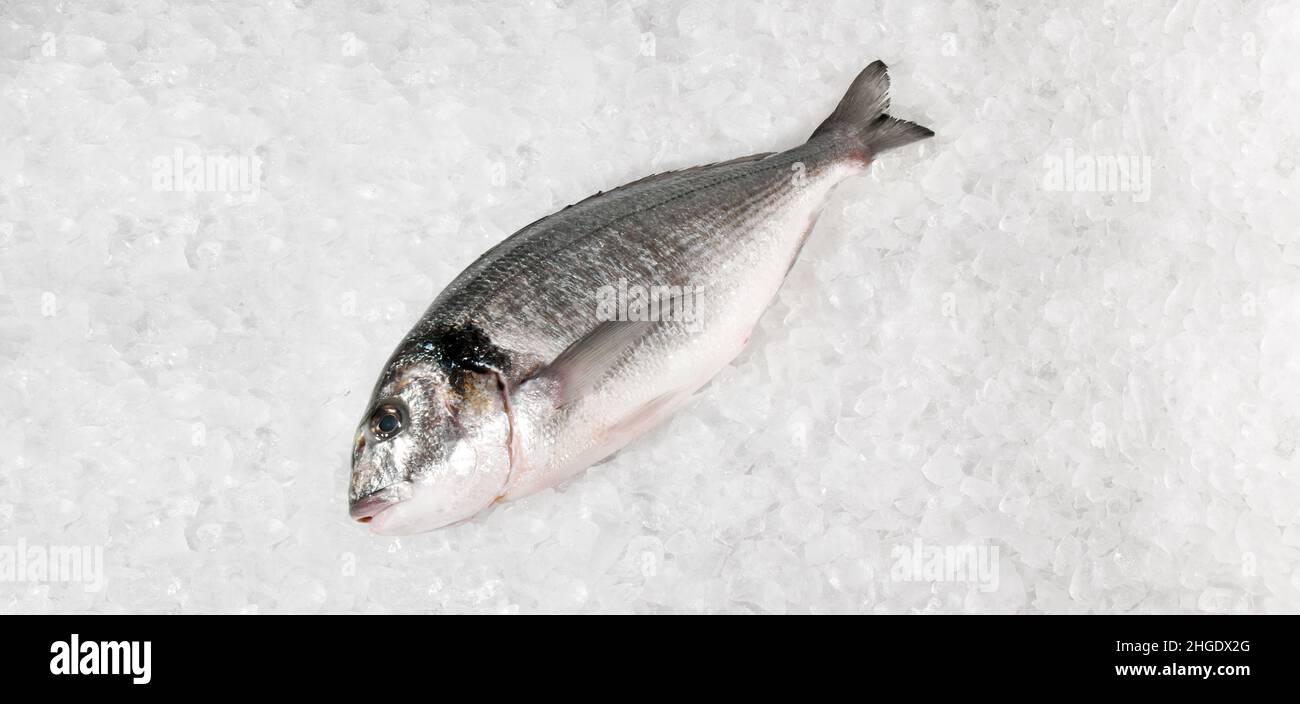 Grey Gilthead Seabream on Crushed Ice isolated on white Background ...