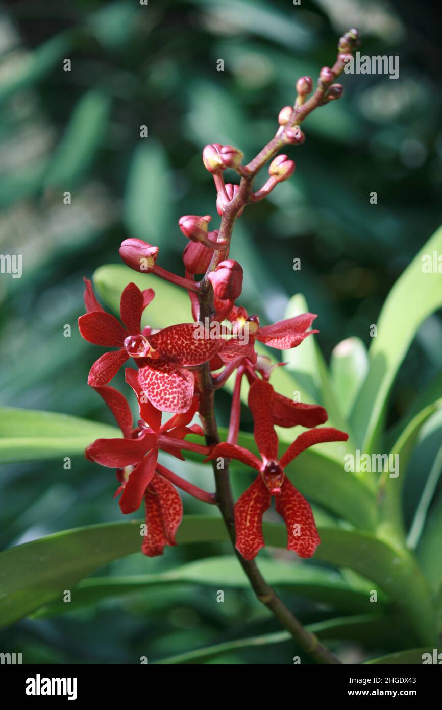 Beautiful Red Orchids