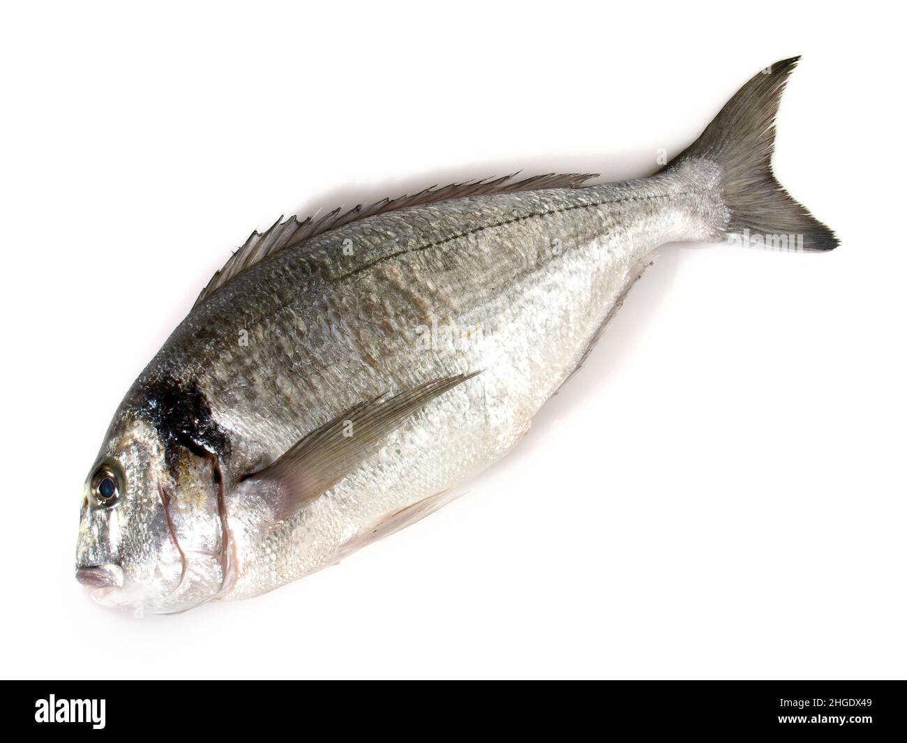 Farm sea bream hi-res stock photography and images - Alamy