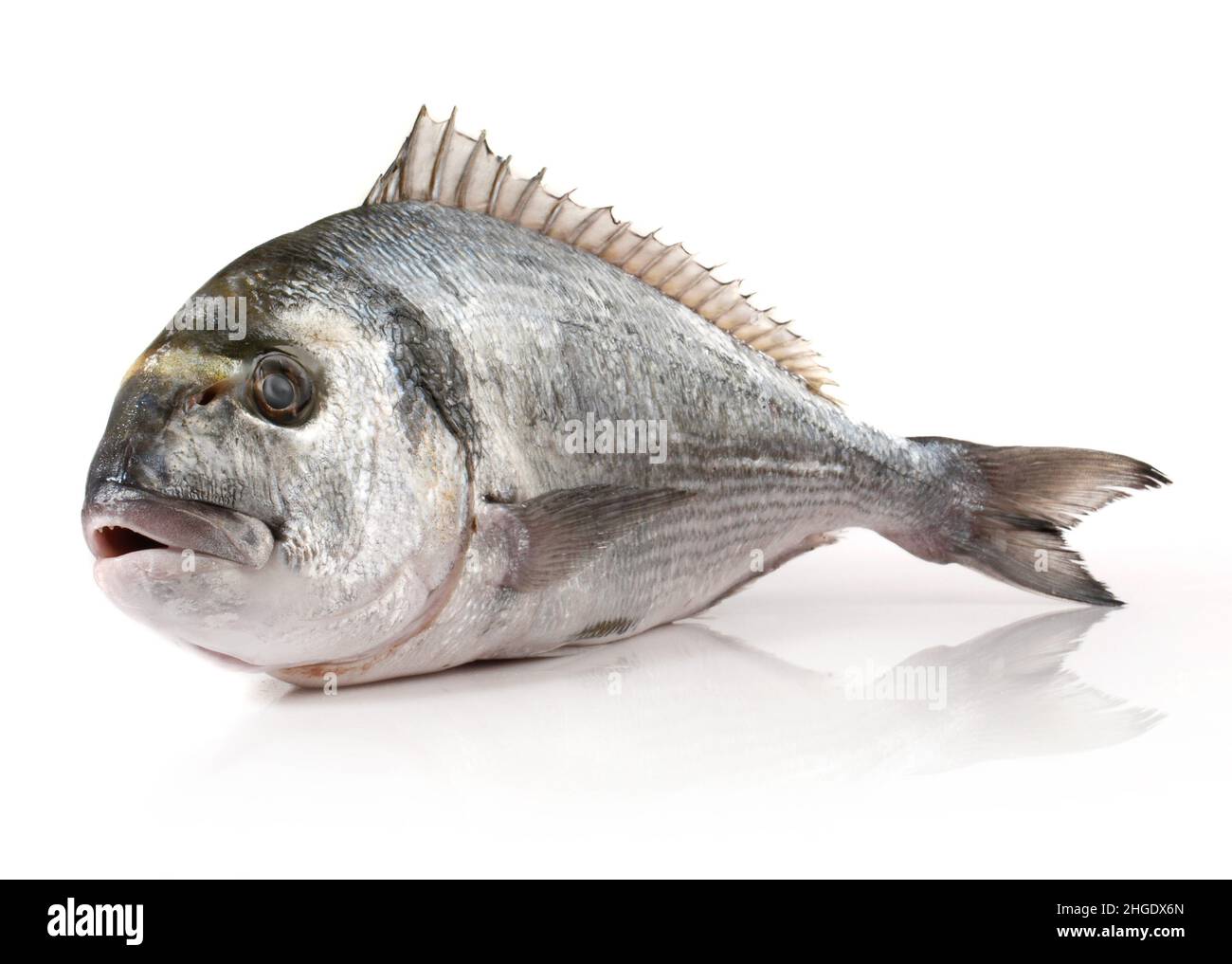 Grey Gilthead Seabream isolated on white Background Stock Photo - Alamy