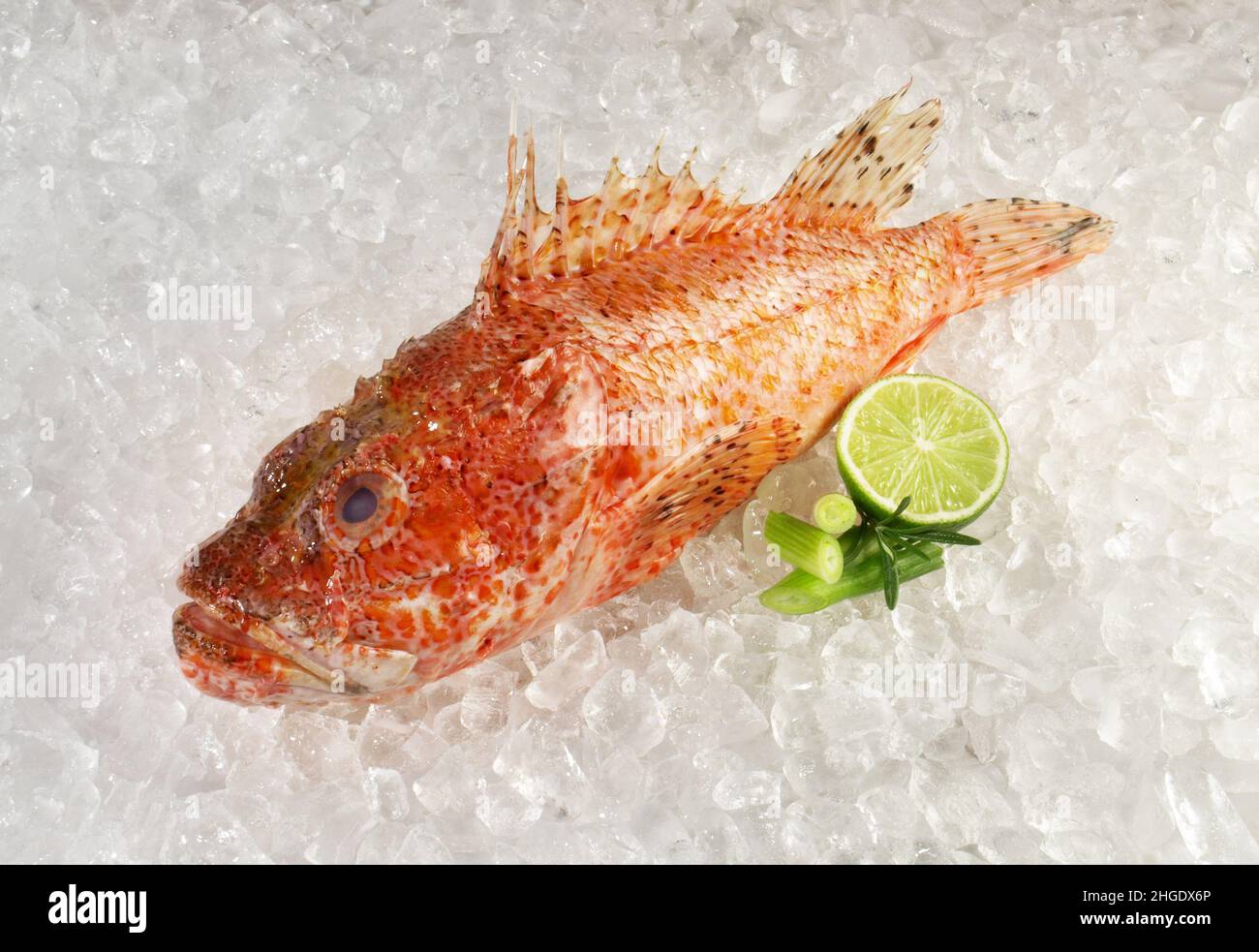 Ice dragon fish hi-res stock photography and images - Alamy