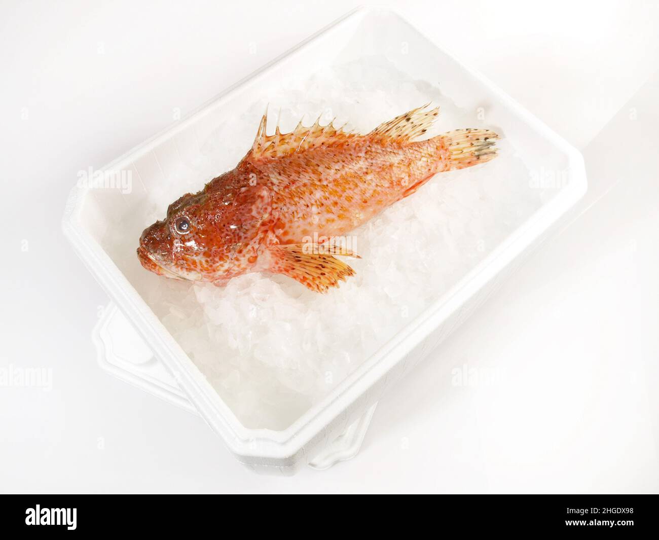 Red Dragon Head Fish Polystyrene Transportation Box with Ice isolated ...