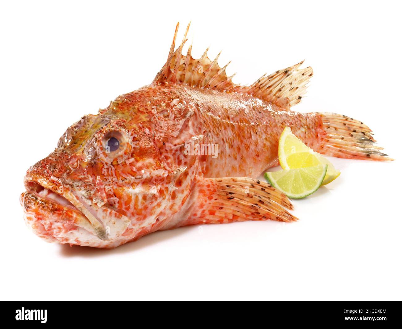Red Dragon Head Fish isolated on white Background - Scorpion Fishes ...