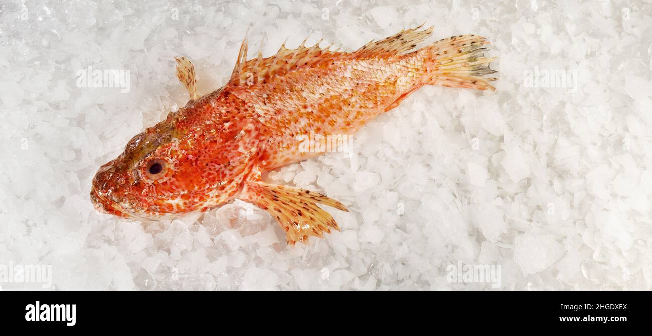 Scorpion head hi-res stock photography and images - Alamy