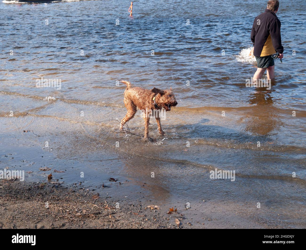 Dogs Playing in water Stock Photo - Alamy