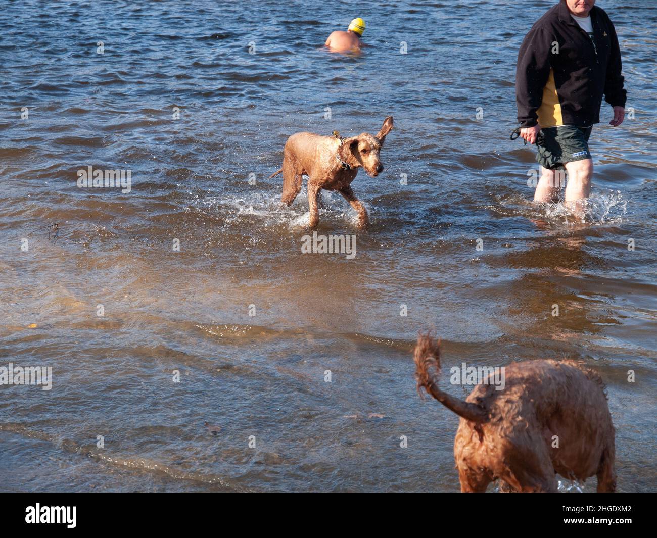 Dogs Playing in water Stock Photo - Alamy