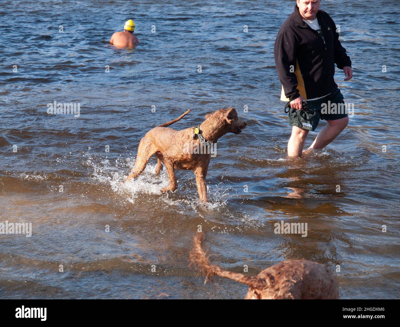 Dogs Playing in water Stock Photo - Alamy