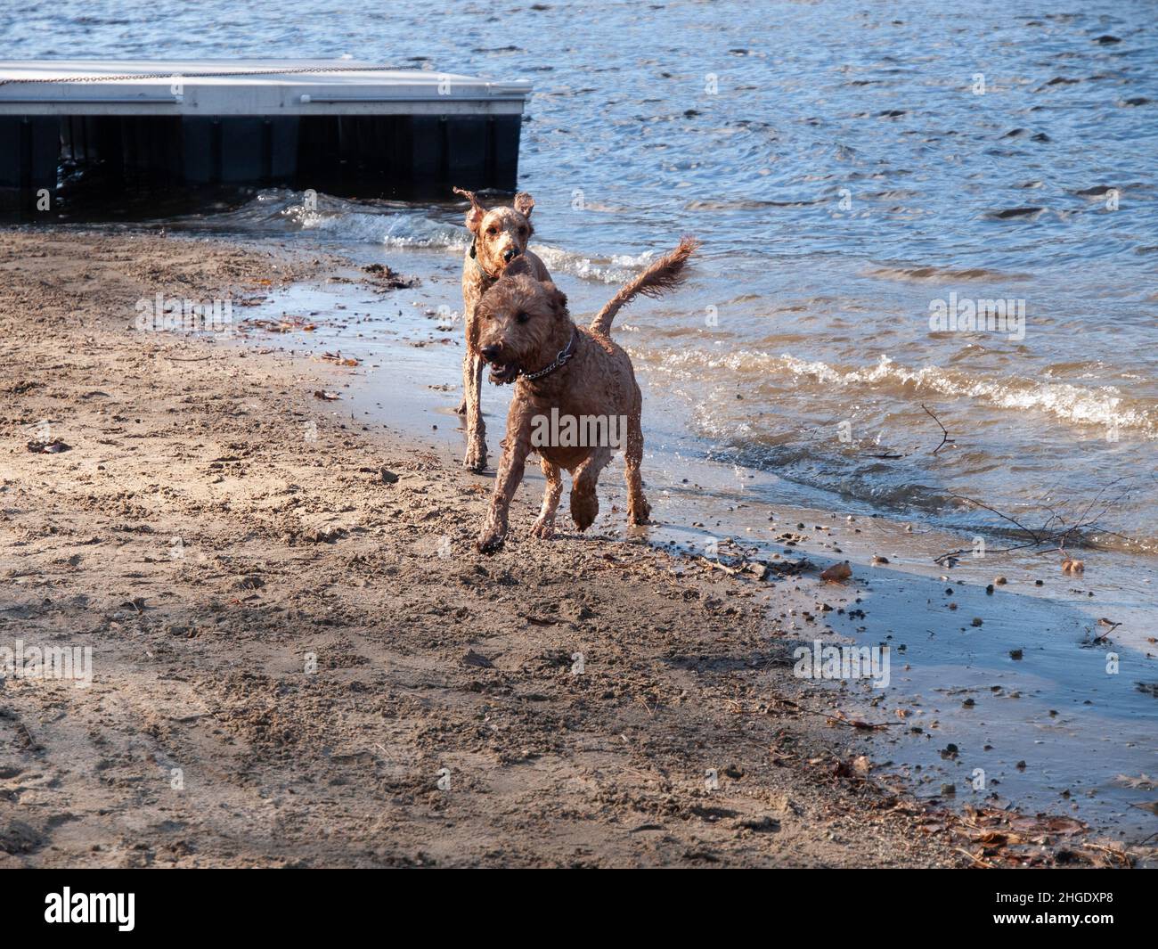 Dogs Playing in water Stock Photo - Alamy