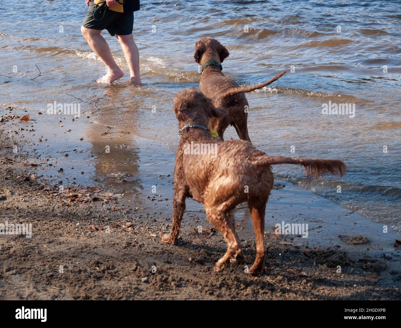 Dogs Playing in water Stock Photo - Alamy