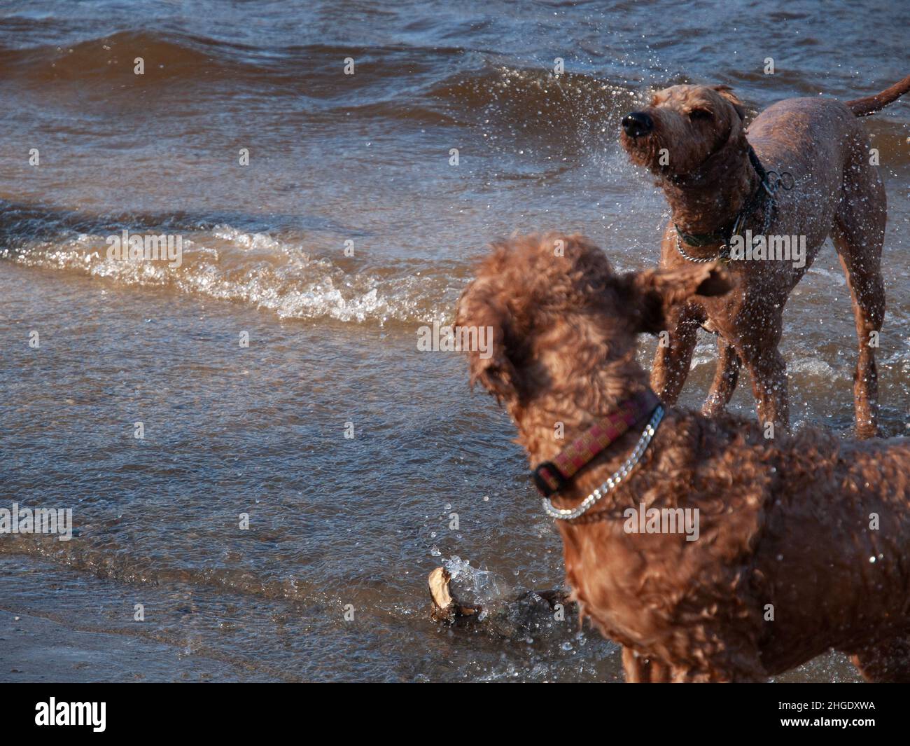 Dogs playing in water Stock Photo - Alamy