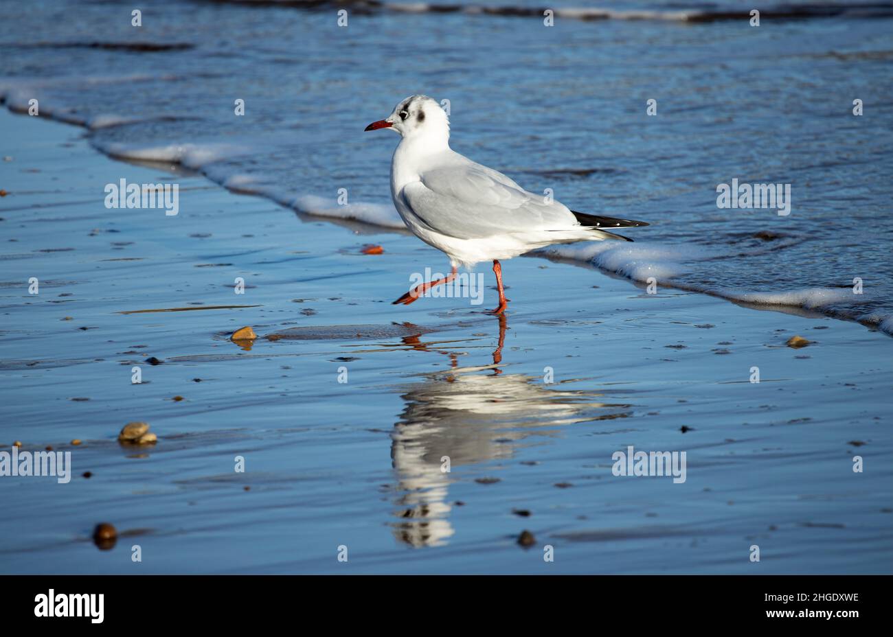 A Black-headed Gull searches the surf line for scraps of food. Smallest ...