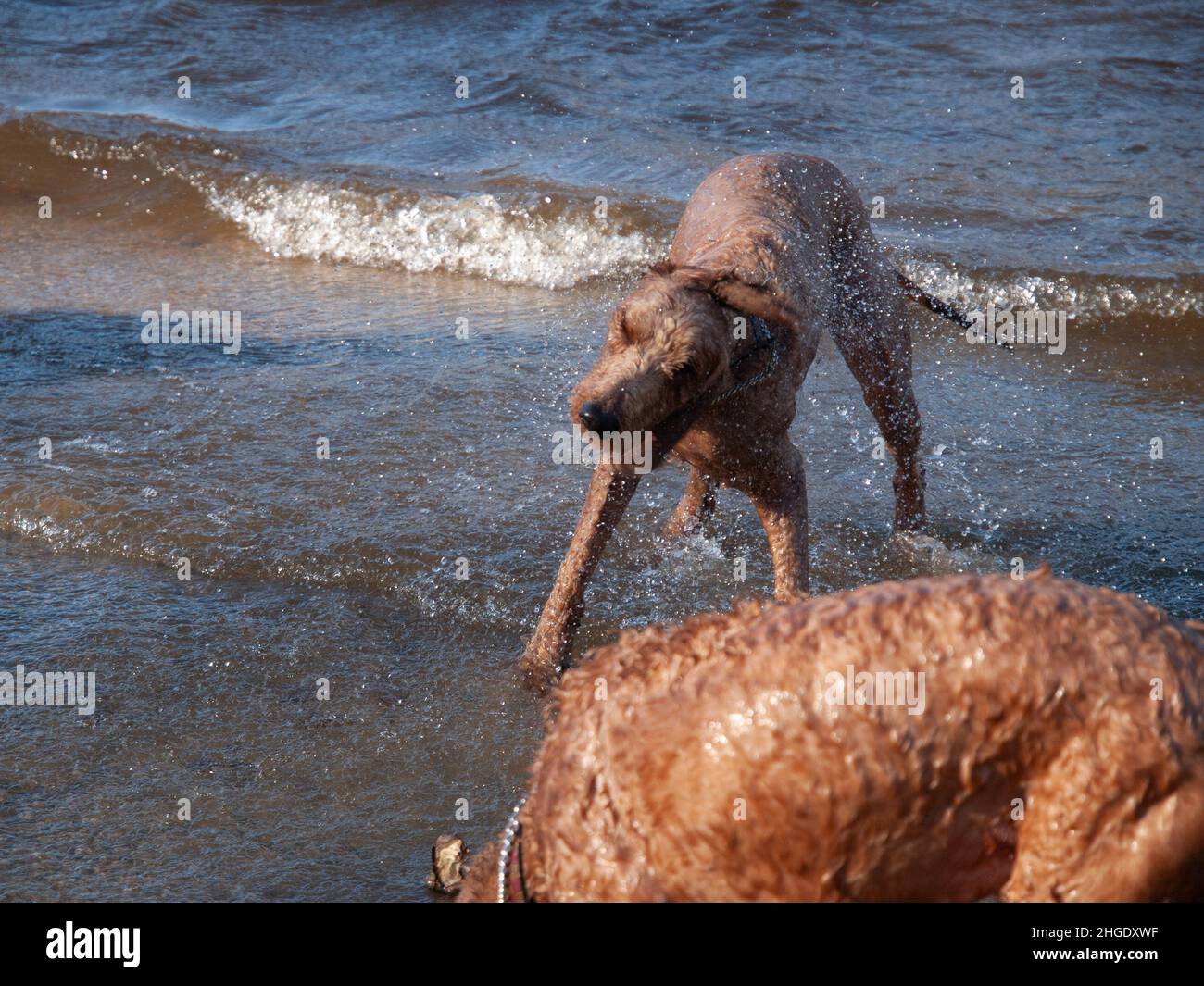 Dogs playing in water Stock Photo - Alamy