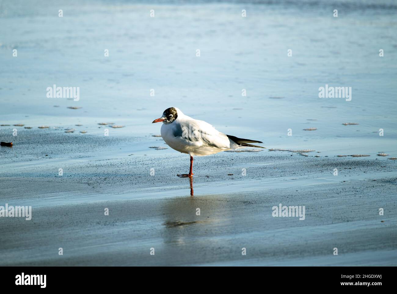 A Black-headed Gull searches the surf line for scraps of food. Smallest ...