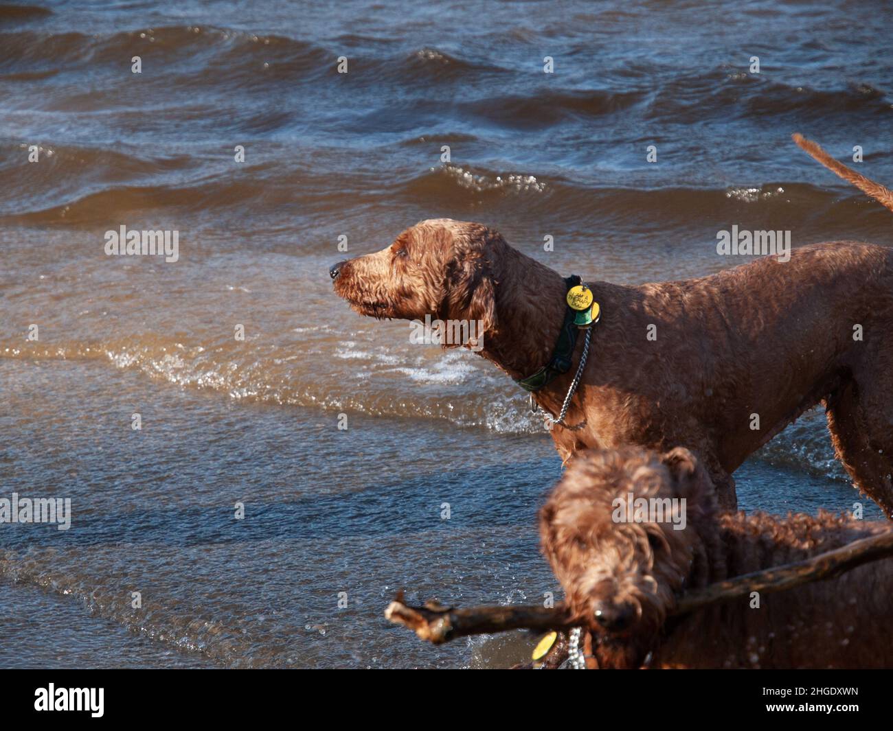 Dogs playing in water Stock Photo - Alamy