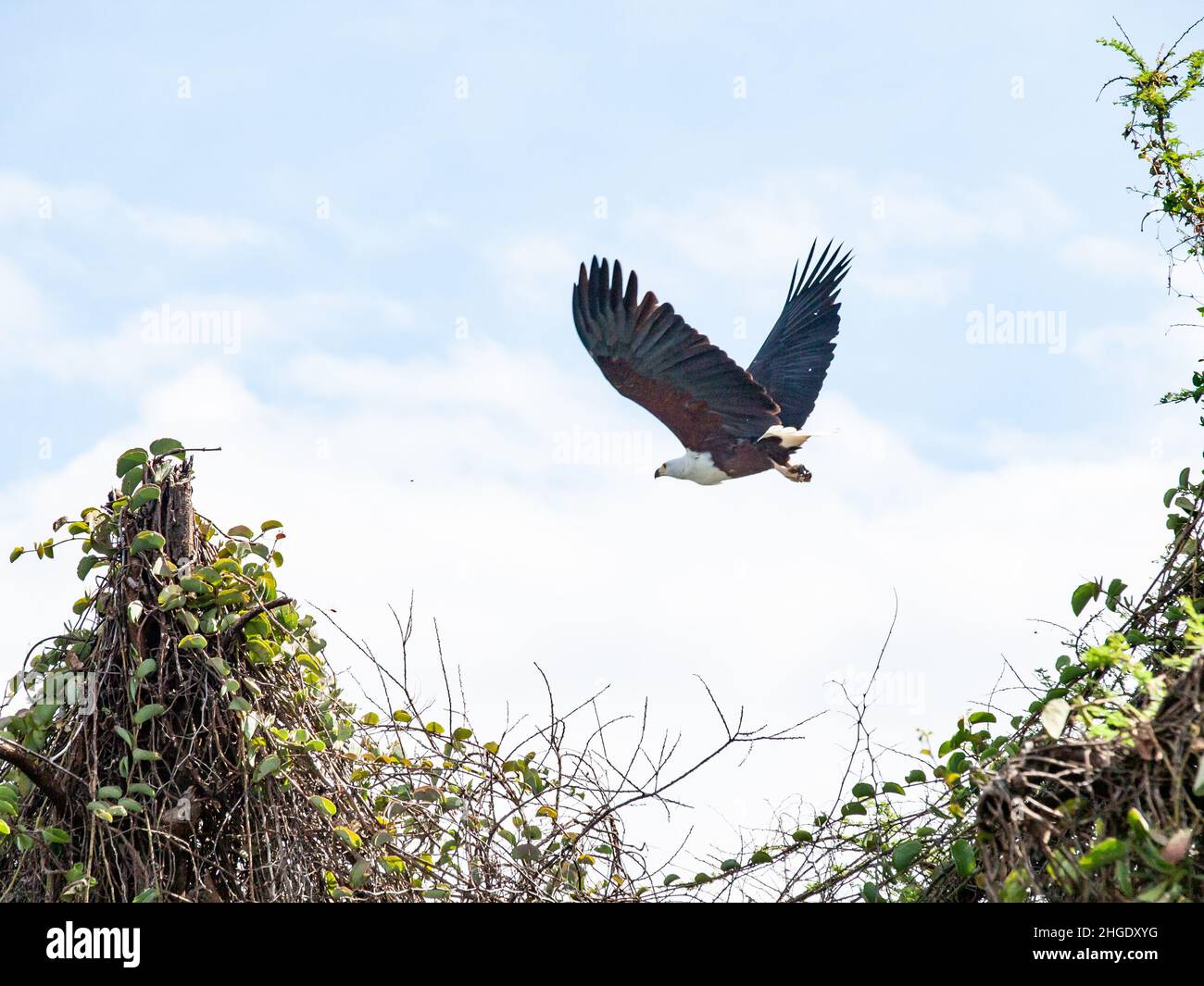Osprey in flight Stock Photo - Alamy