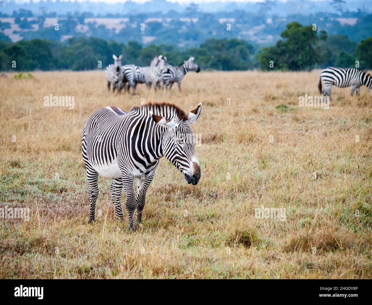 Grazing zebras Equus grevyi Stock Photo - Alamy
