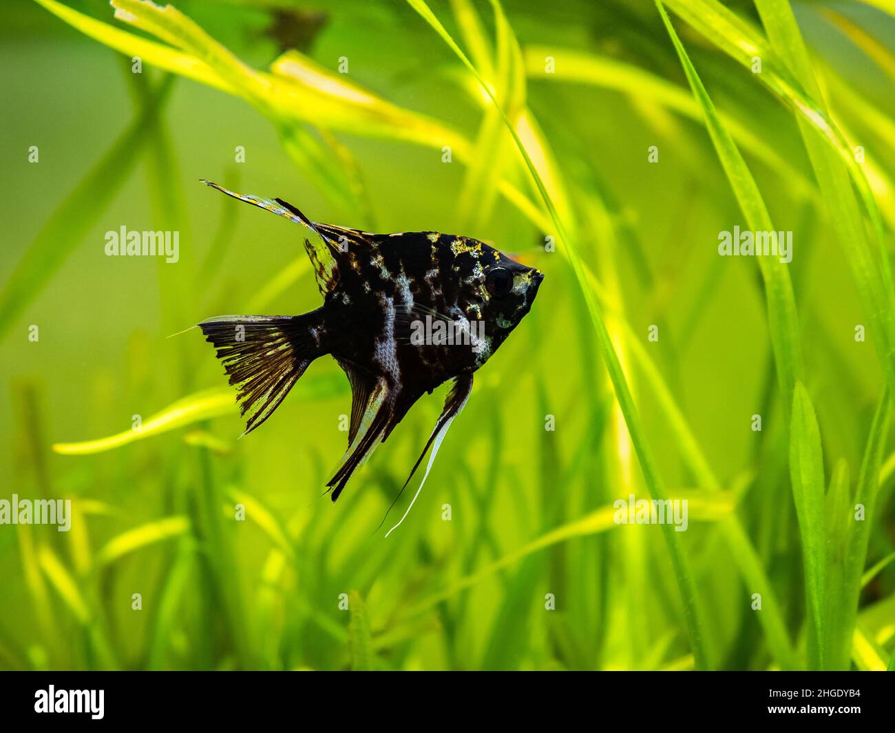 black and white angel fish in a fish tank with blurred background ...