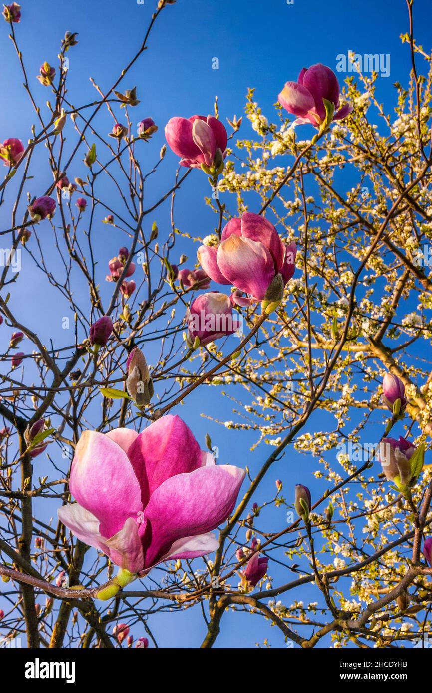 Blooming magnolia tree Stock Photo - Alamy