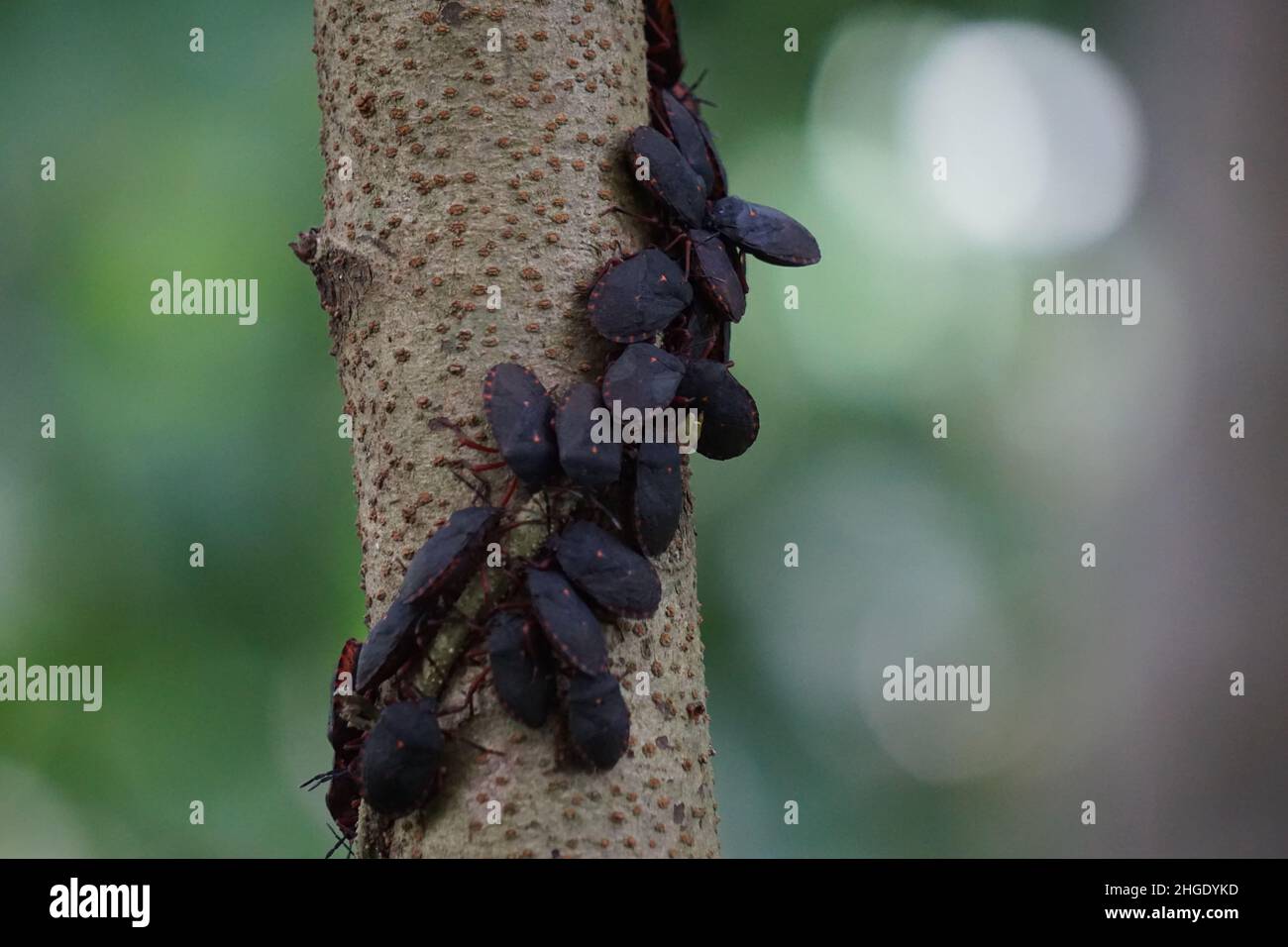 Hemiptera (Also called the rice black bug, Scotinophara coarctata) with ...